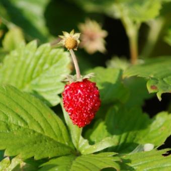 Fragul de padure (Fragaria vesca)