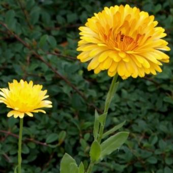 Galbenele (Calendula Officinalis)